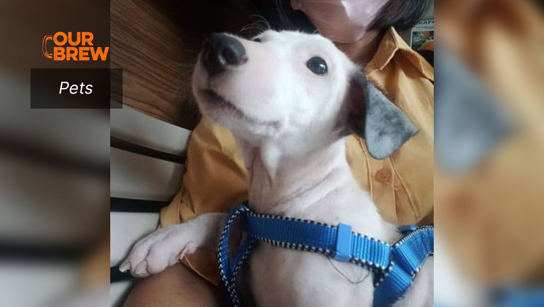 Preventive Health Care for Dogs