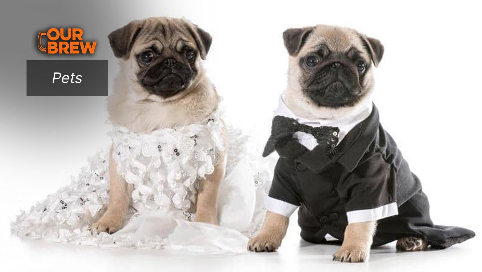 Consequences of Dog Inbreeding