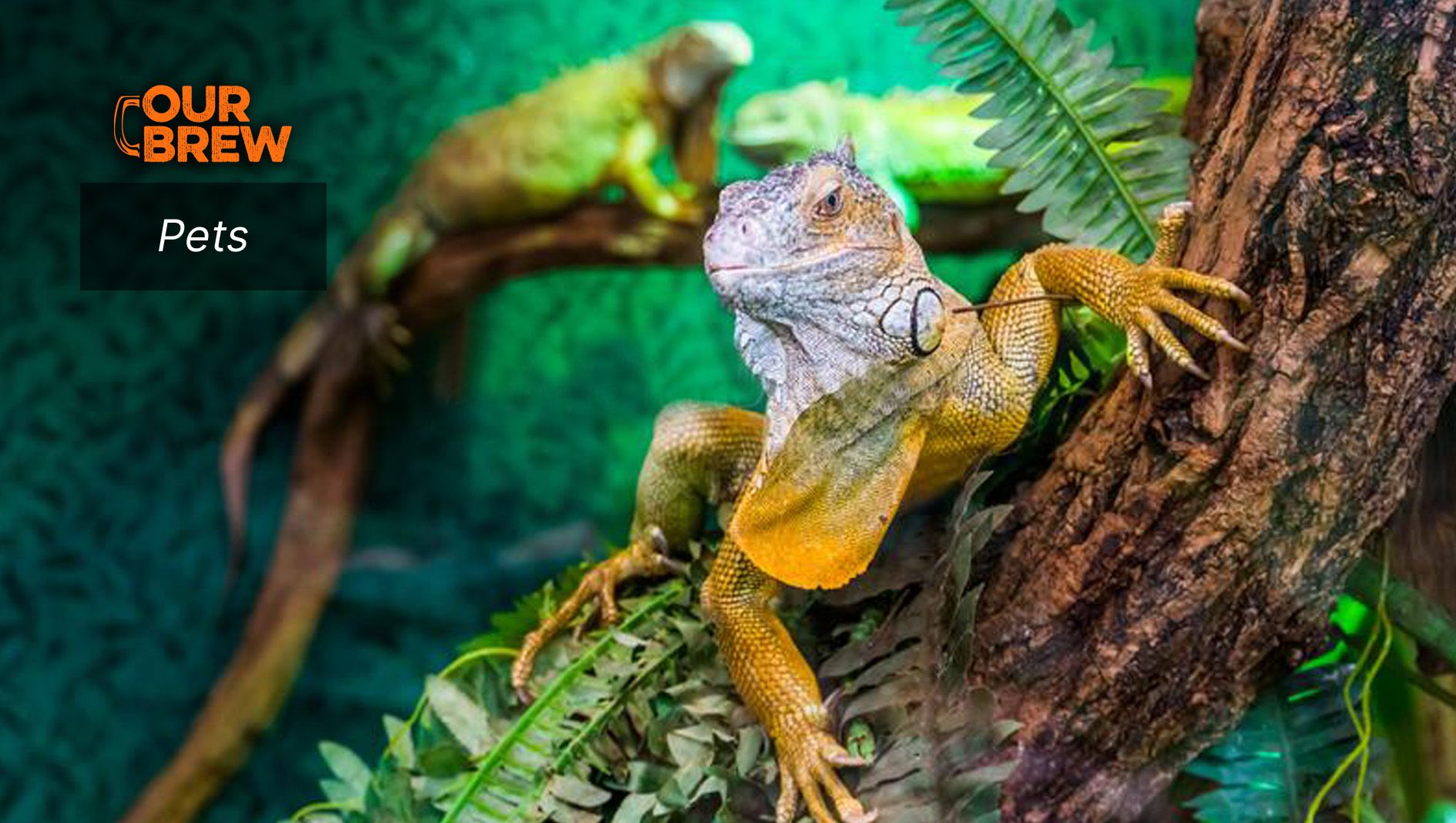 Exotic Animals: Are They Allowed as Pets in the Philippines?