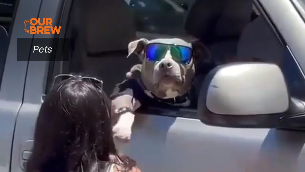 ‘What up, dawg?’