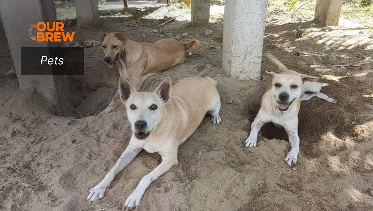 Seeing Life Through the Eyes of a Stray