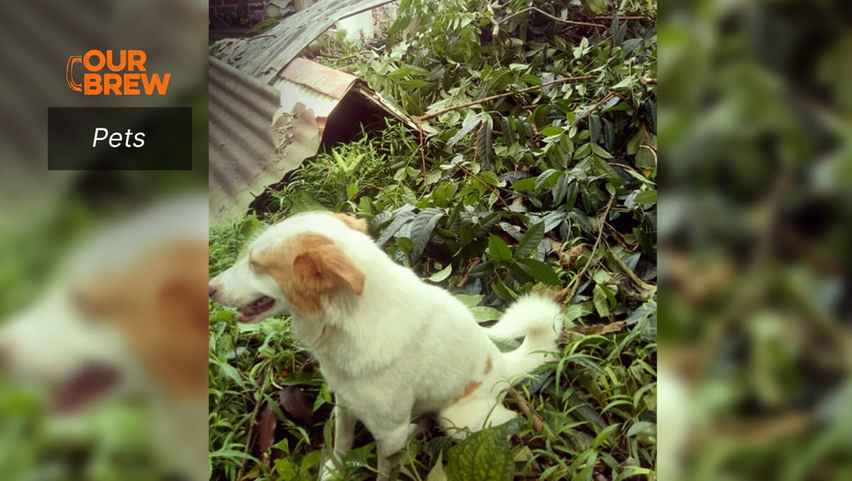 Protecting Your Pets from a Super Typhoon