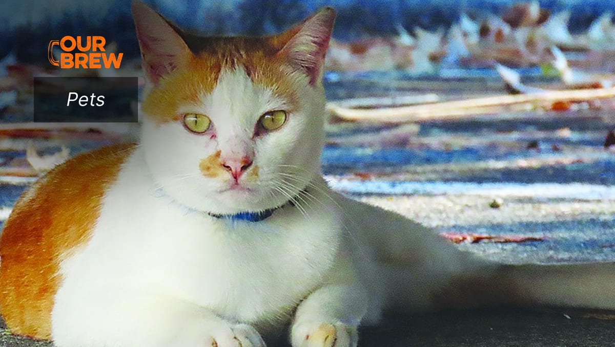 Why Campus Cats are Good for Students