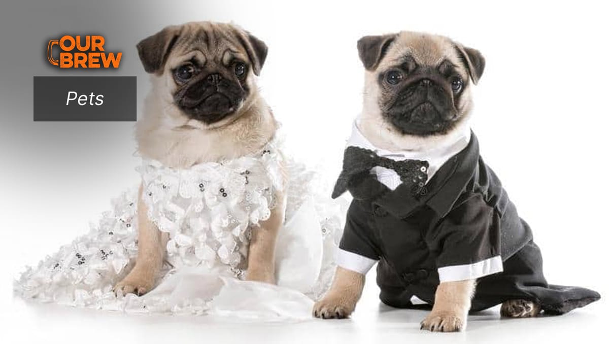 Consequences of Dog Inbreeding