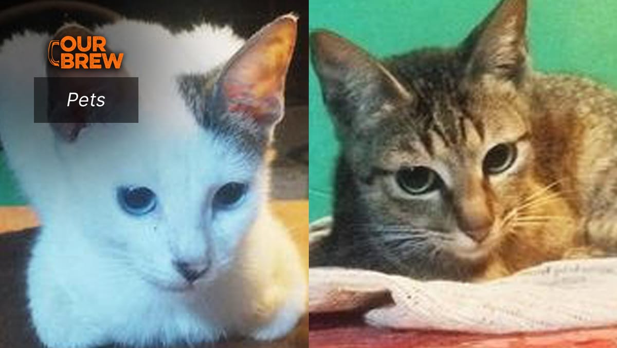 That Special Breed Called Puspin