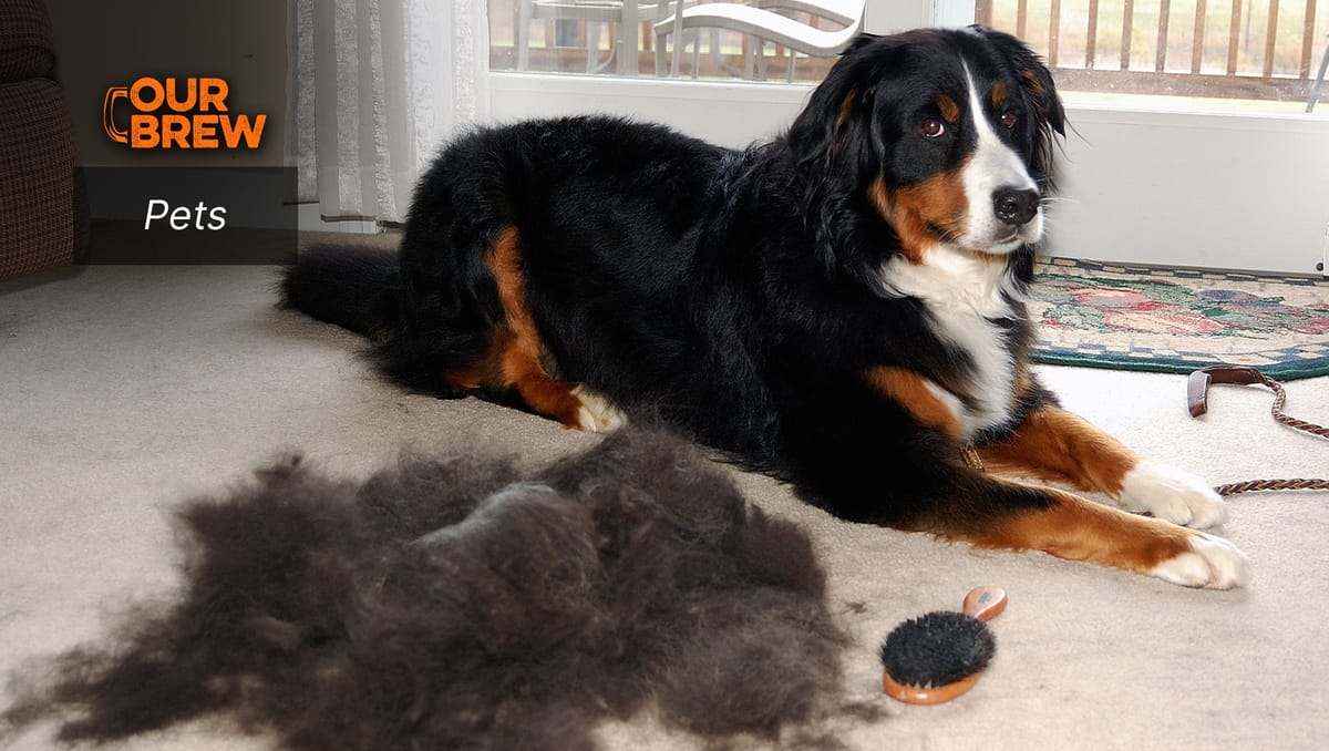 Understanding Dog Shedding: Facts and Management Tips