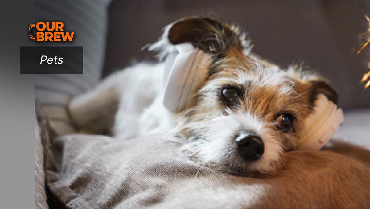 Welcoming 2025: Keeping Your Pets Safe Welcoming 2025: Keeping Your Pets Safe