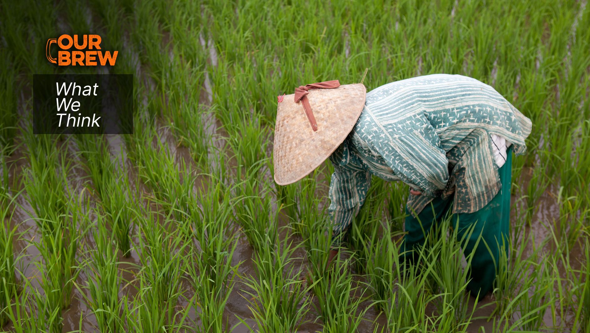 El Niño Could Derail Country’s Rice Self-Sufficiency Goal