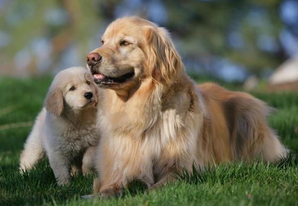 Consequences of Dog Inbreeding