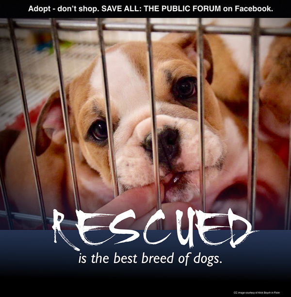 That Special Breed Called Puspin